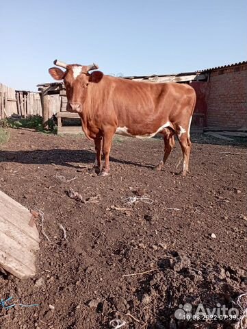 2 коровы и теленок