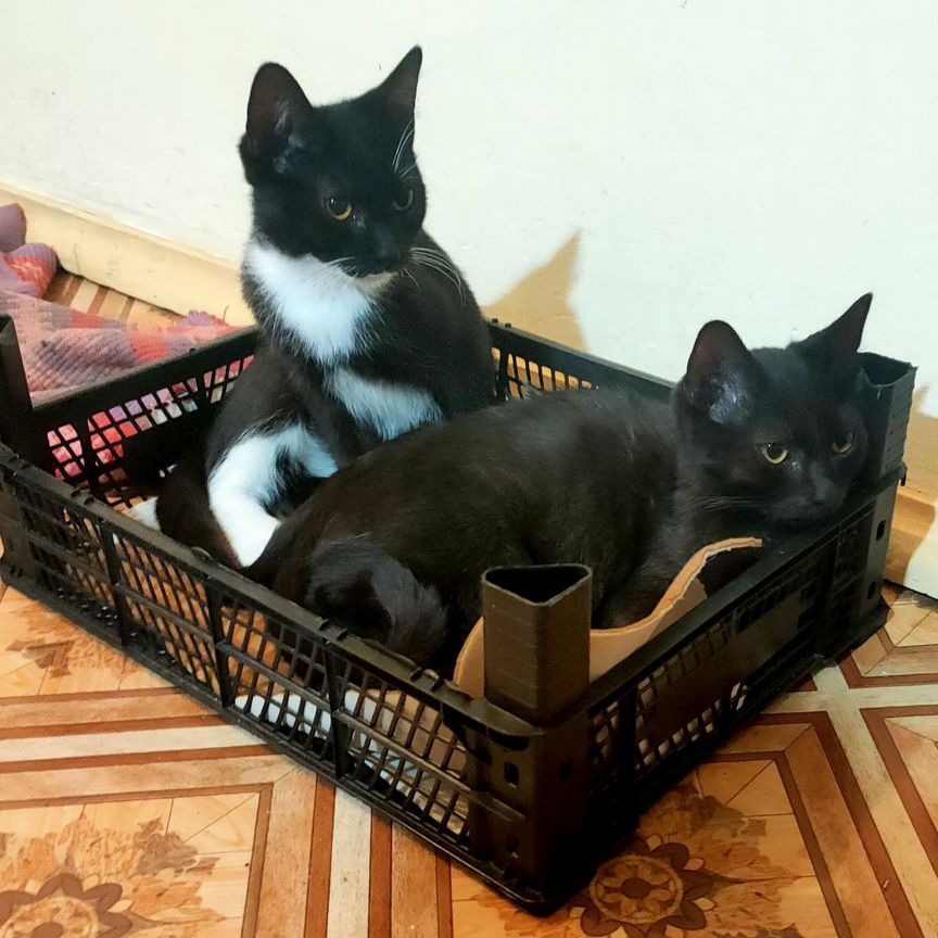 Ласковые котятки