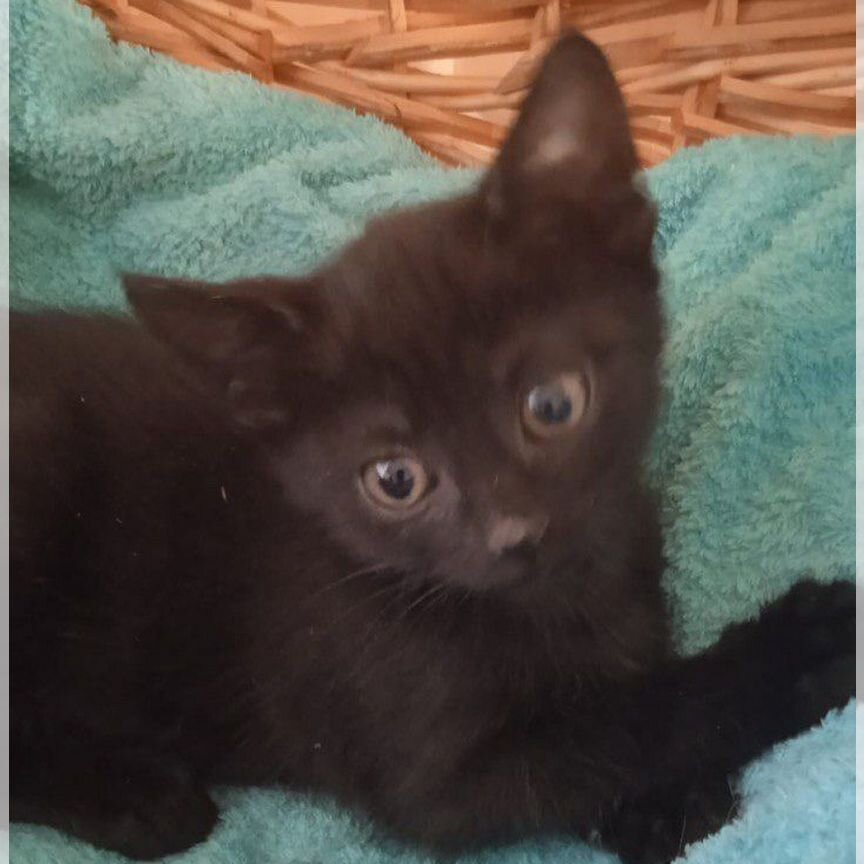 Котенок малышка в дар