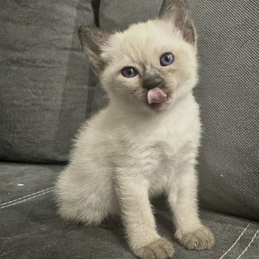 Тайский котёнок