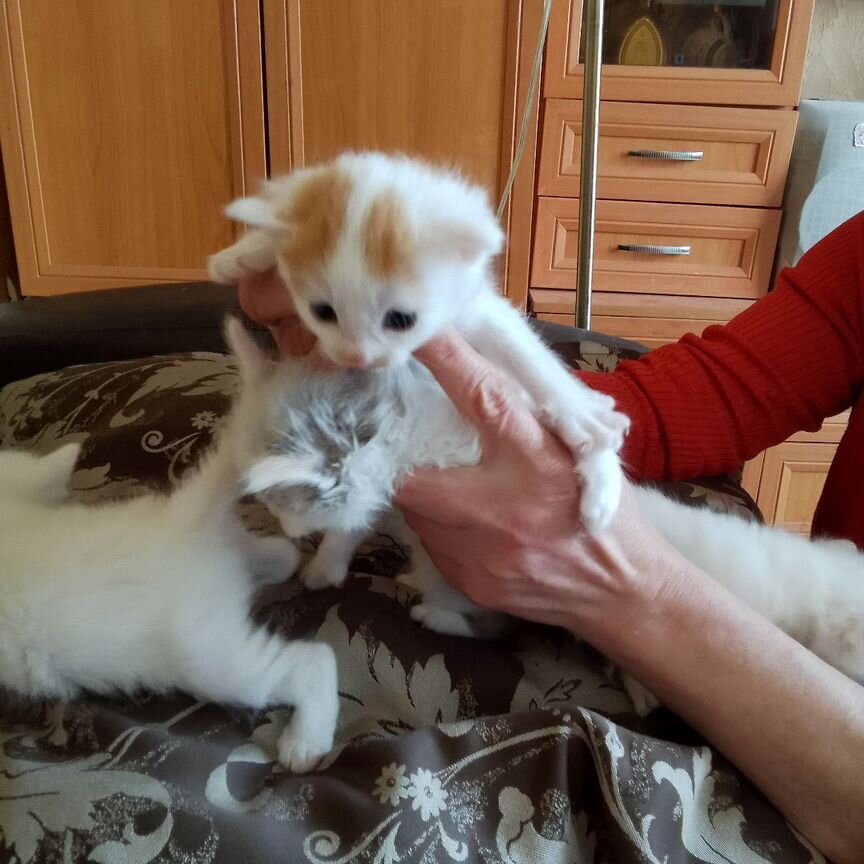 Котята в добрые руки бесплатно