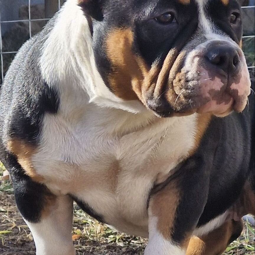 Американский булли