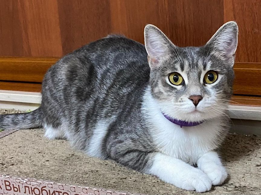 Кошки ищут дом