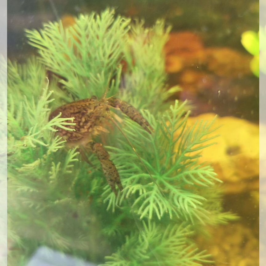 Аквариумные раки