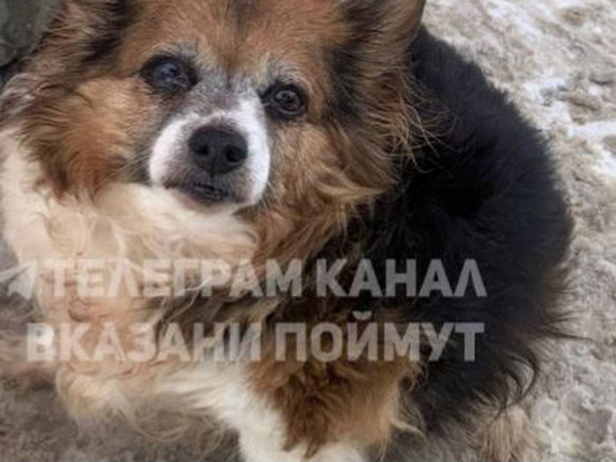 Вельштерьер. Собачка