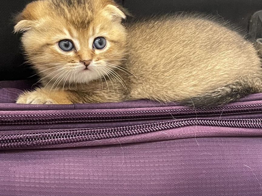 Шотландские вислоухие котята