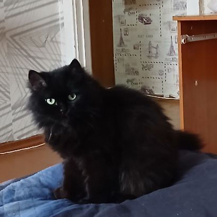 Взрослая, кошка в добрые руки