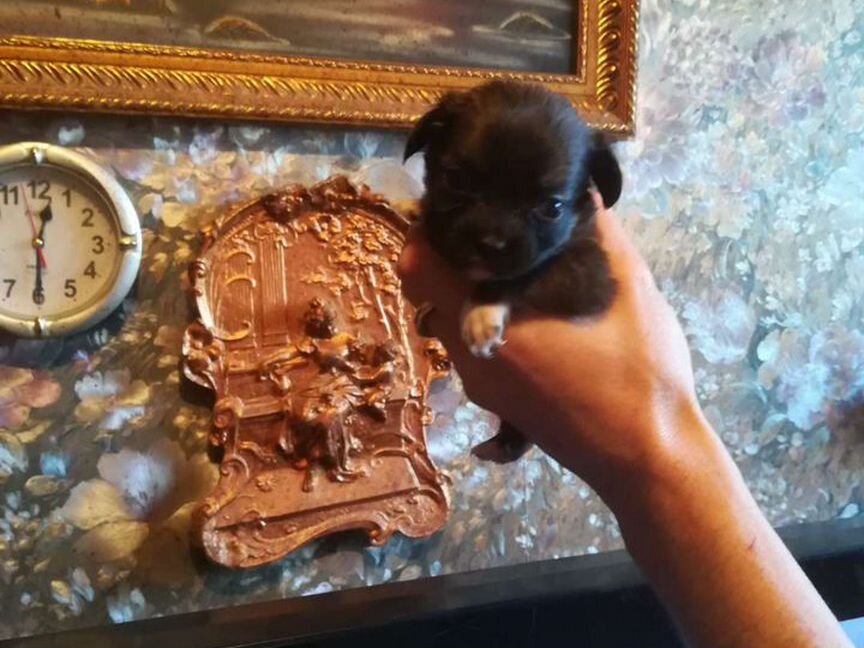 Малявочки. Мини