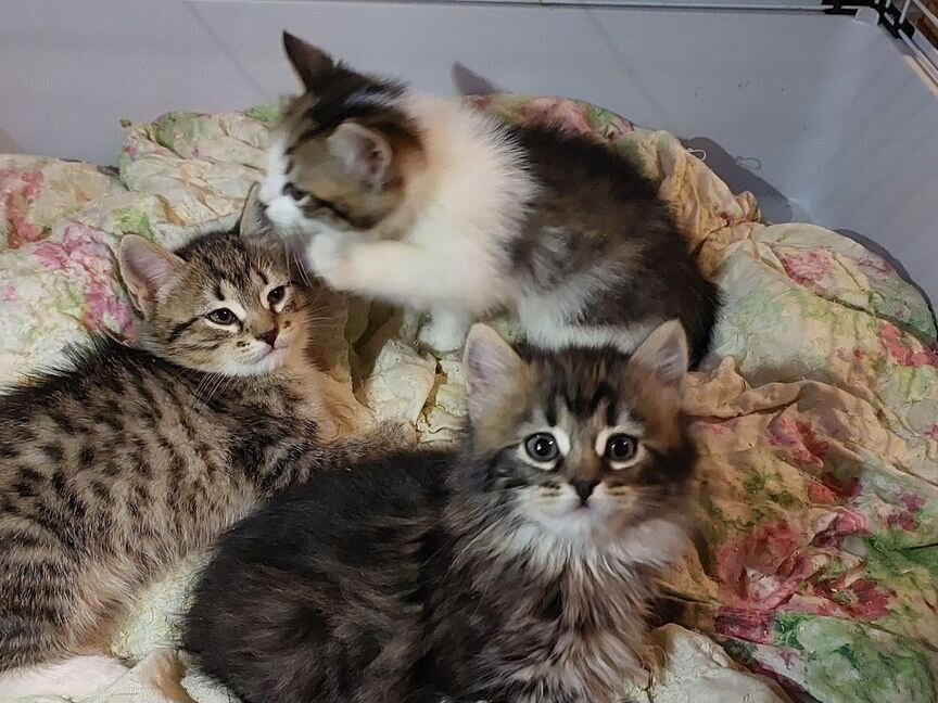 Котята двухмесячные, домашние, бесплатно