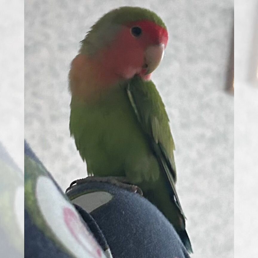 Попугай неразлучники