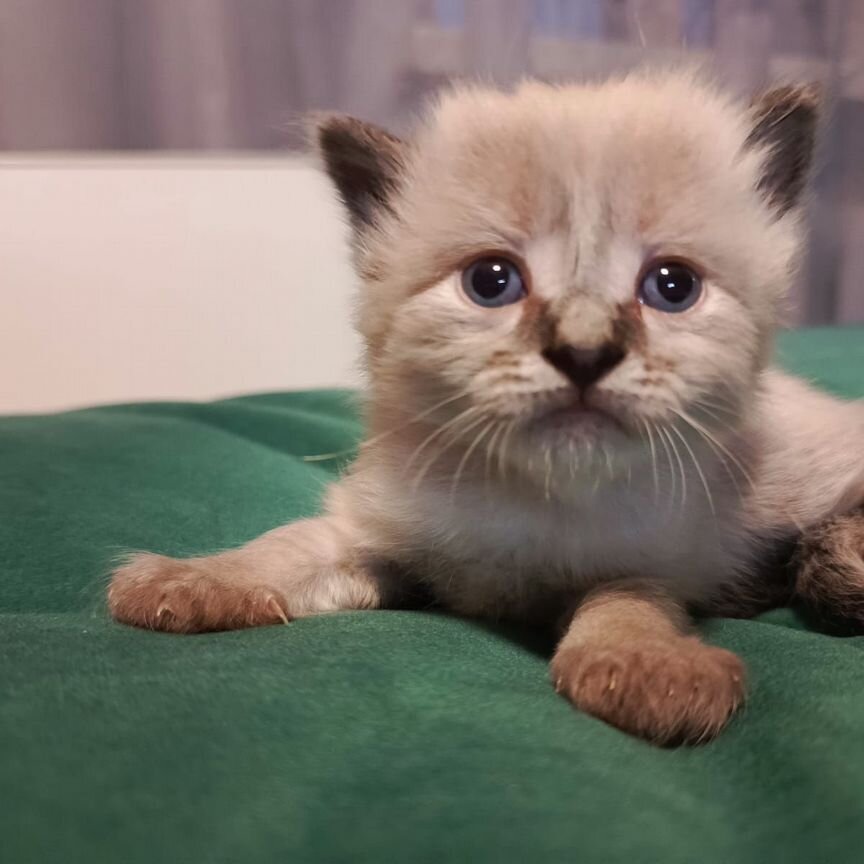 Шотландская