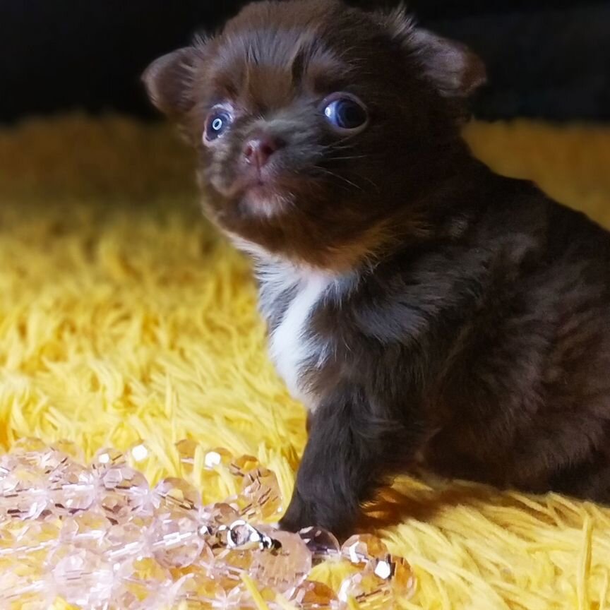 Чихуахуа маленький мальчик