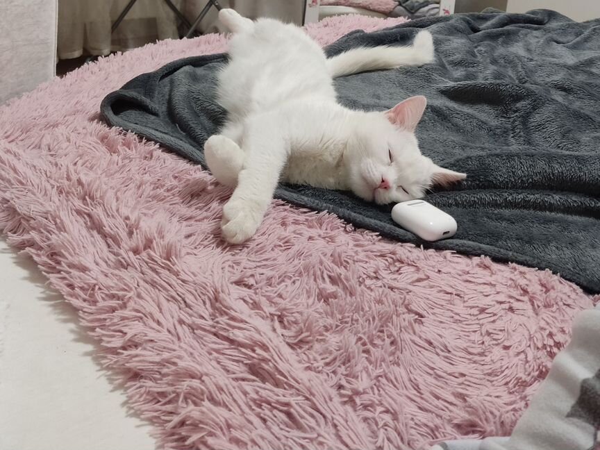 Кошка 8-9 месяцев