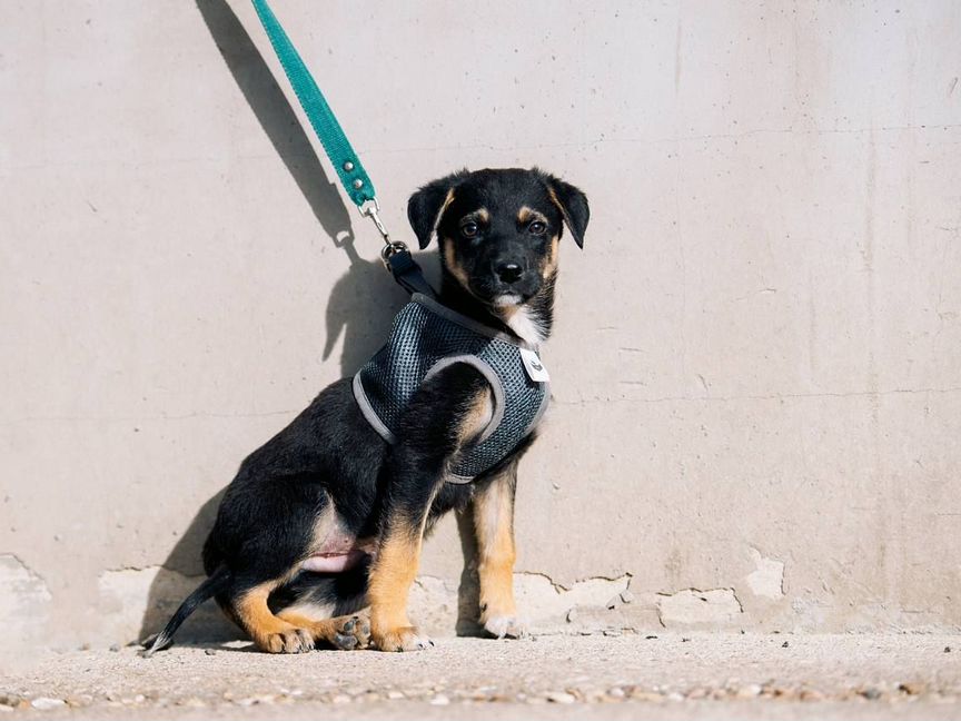 Щенок ищет дом