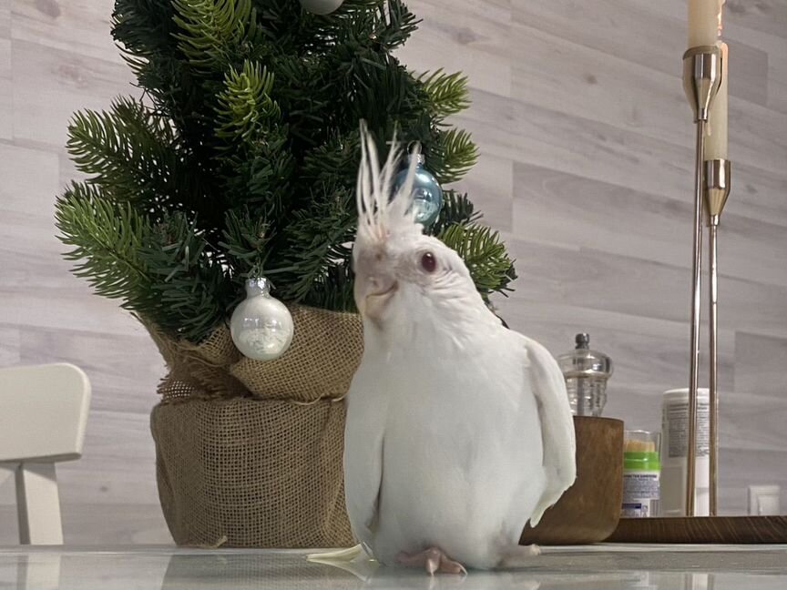 Попугай корелла безщекий