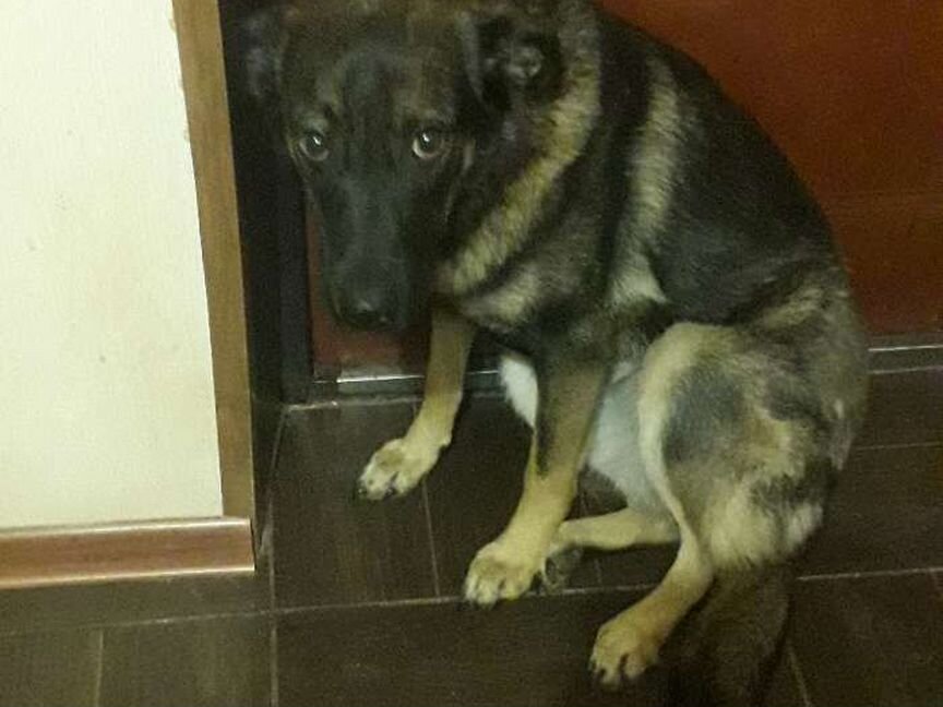 Собака дворняга маленькая девочка бесплатно