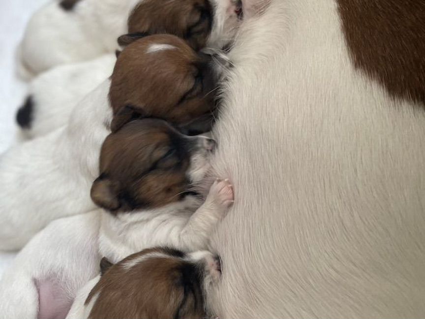 Щенки Джек Рассел терьер