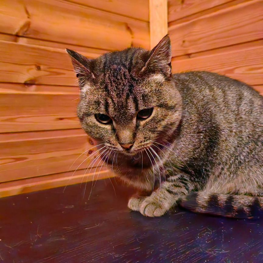Супер ласковая кошка