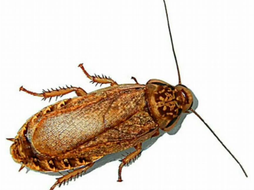 Мраморные тараканы