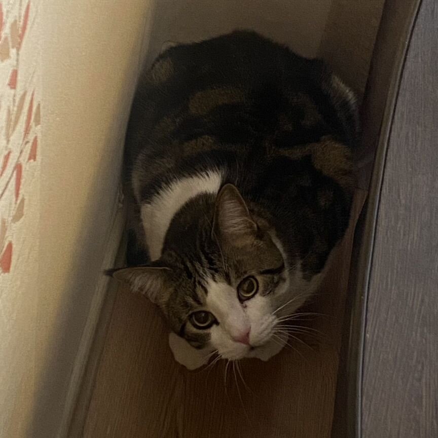 Кот 1/4 мейн кун