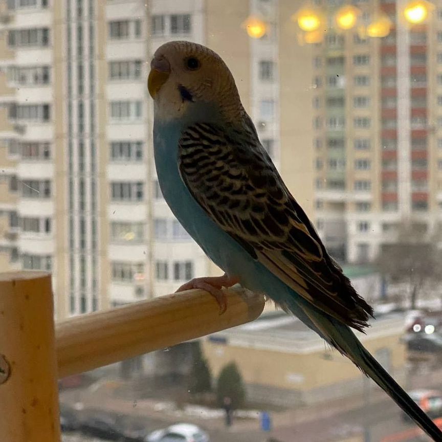 Волнистый попугай