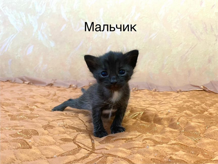 Котятки в добрые руки