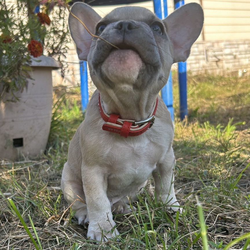 Французский бульдог щенок палеволиловый
