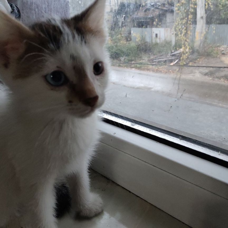 Котенок с гетерохромией