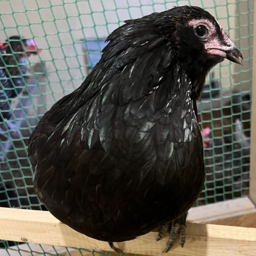 Куры несушки