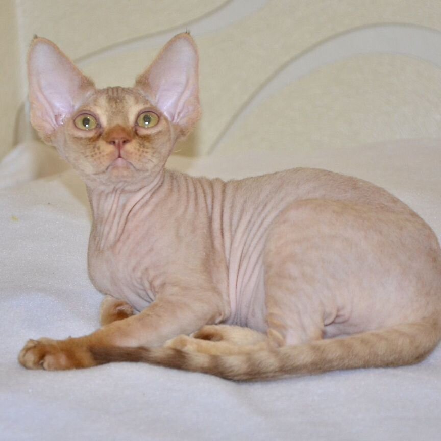 Девон-рекс котёнок