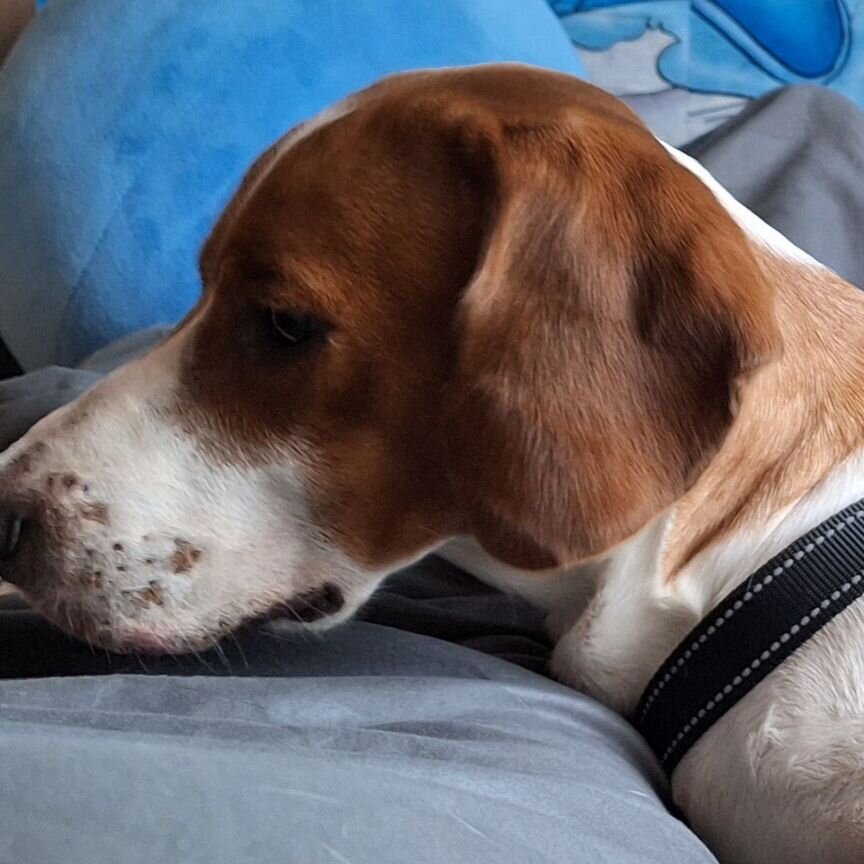 Бигль в добрые руки