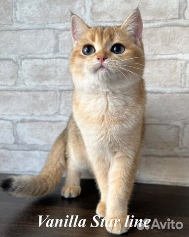 Кошечка