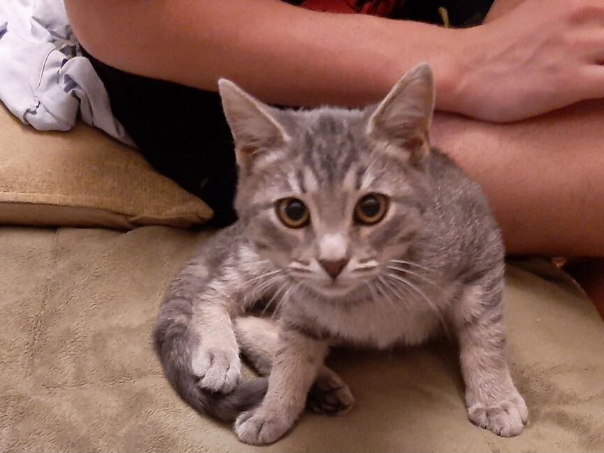 Котик Марсель в дар