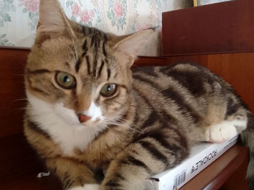 Отдам в хорошие руки