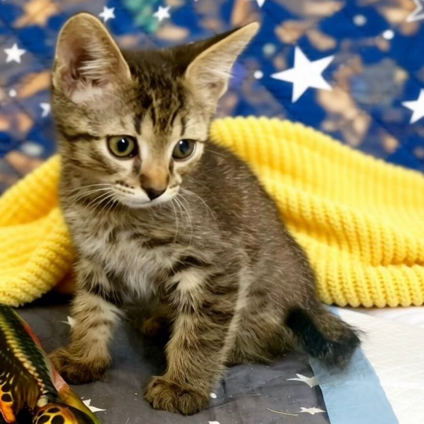 Котёнок в добрые руки