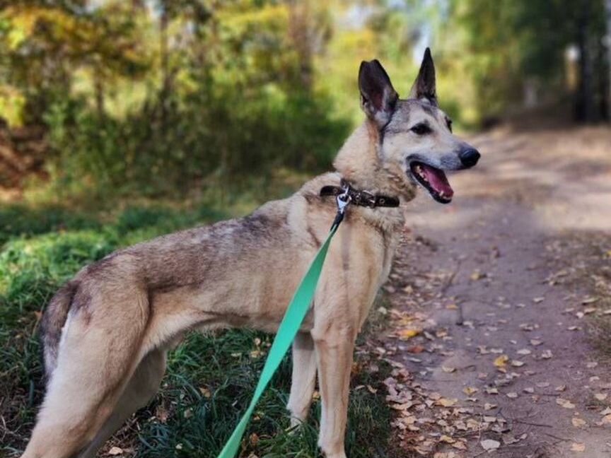 Собаки бесплатно в очень хорошие руки