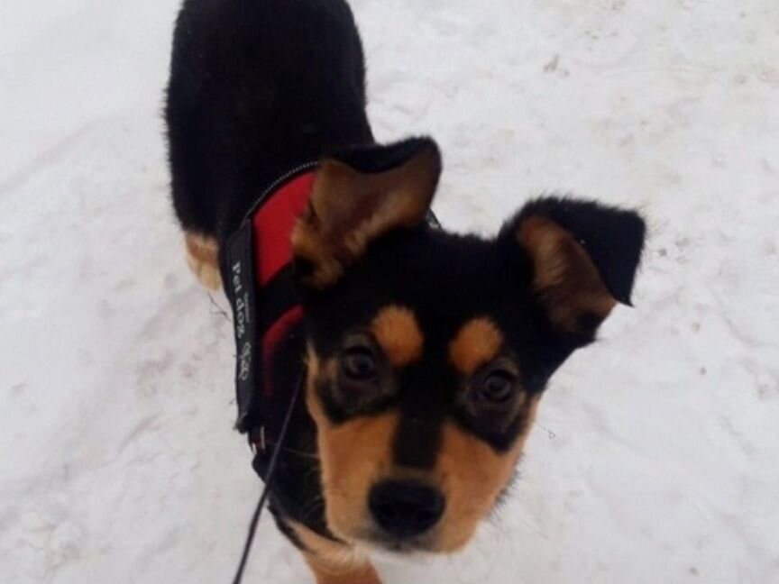 Сказочный Львенок