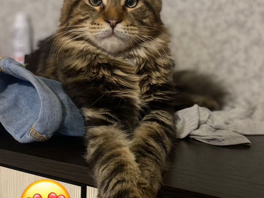 Майн кун (Вязка )