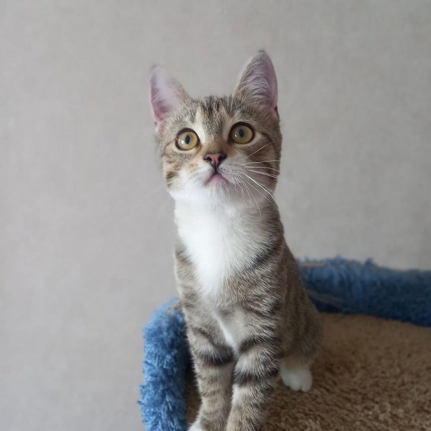 Котята 3 девочки