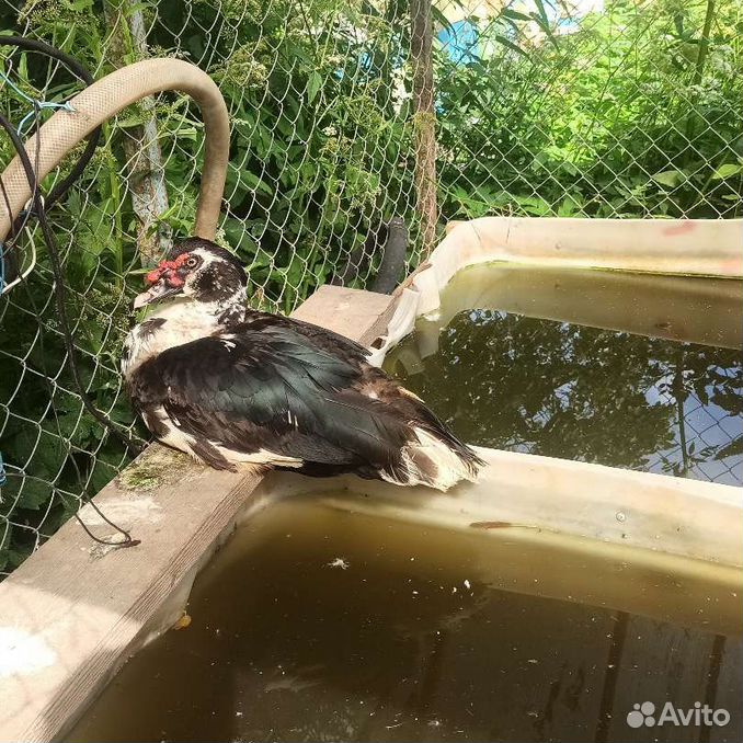 Селезень индоутки