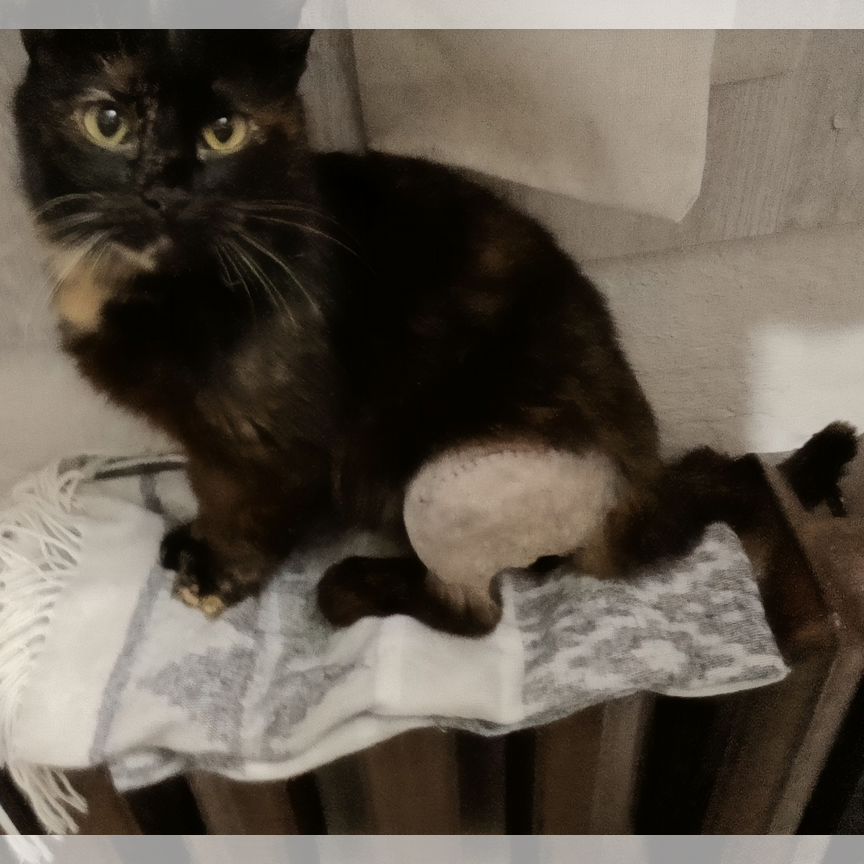 Взрослая, кошка в добрые руки