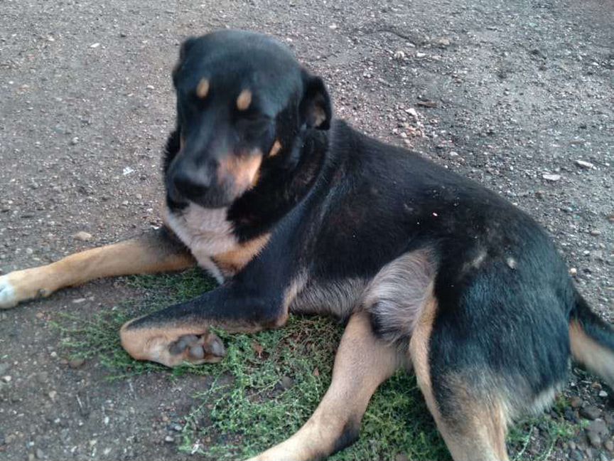 Кобель в добрые руки