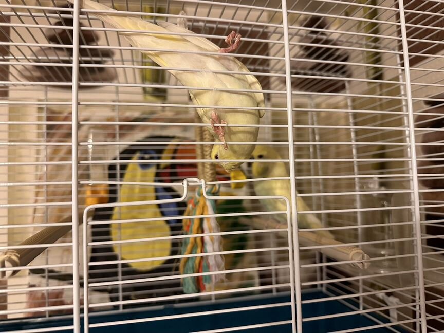 Волнистые попугаи чехи