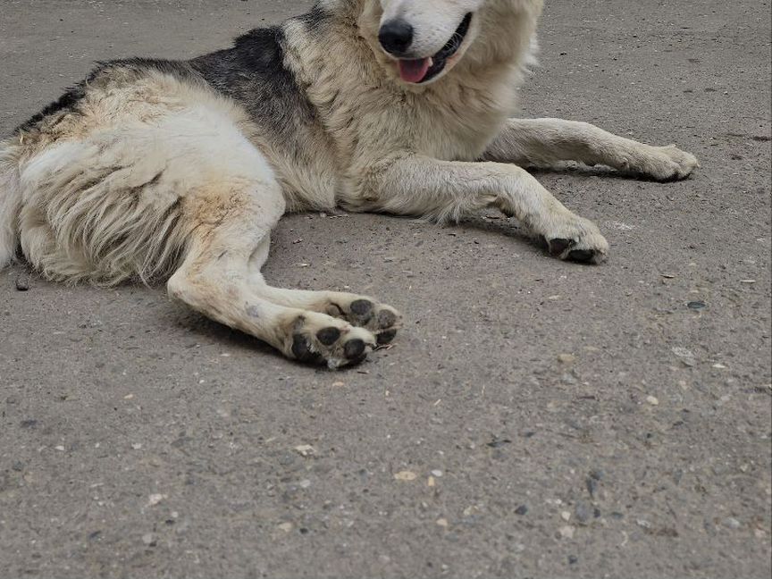 Собака в добрые руки