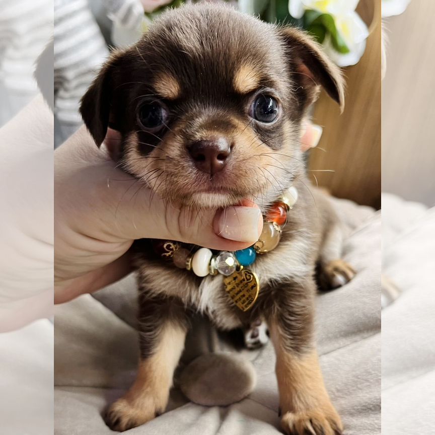 Девочка Шоколадно подпалая