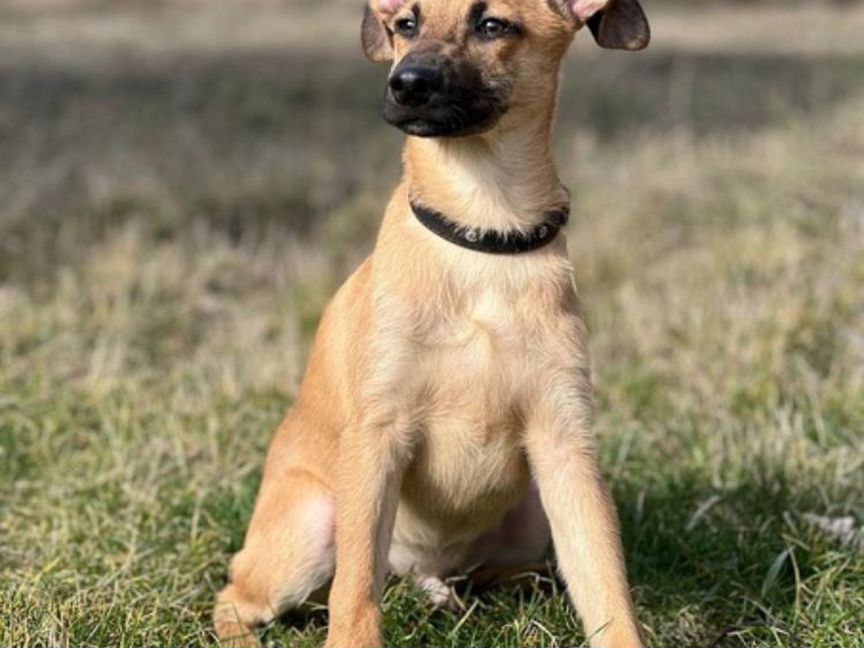 Ищет дом щенок не крупной Собачки Север