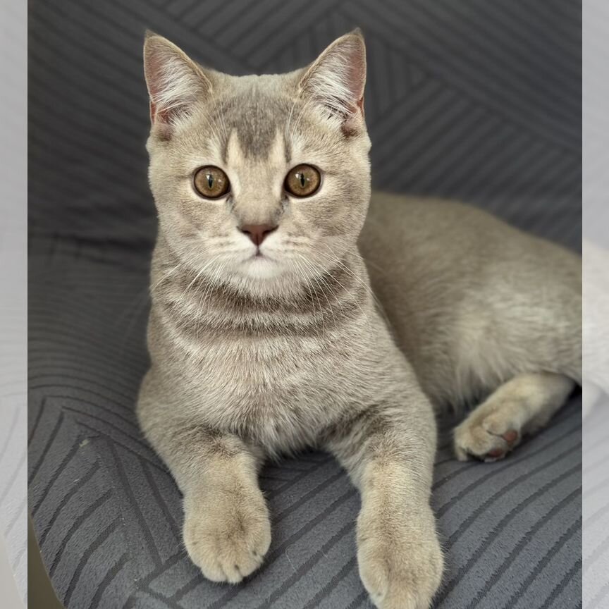 Шотландский прямоухий короткошёрстный котёнок