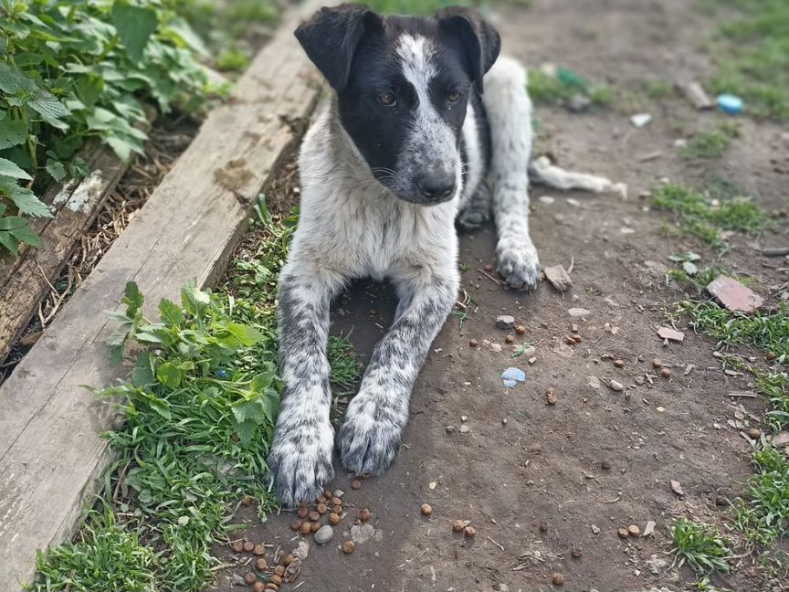 Малыш мама курцхаар возраст 4 мес