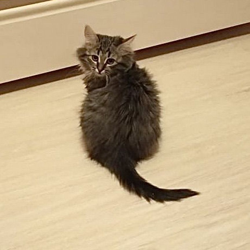 Котенок в дар бесплатно