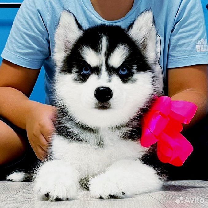 Хаски Щеночки Шикарные Малыши для Вас - Много )